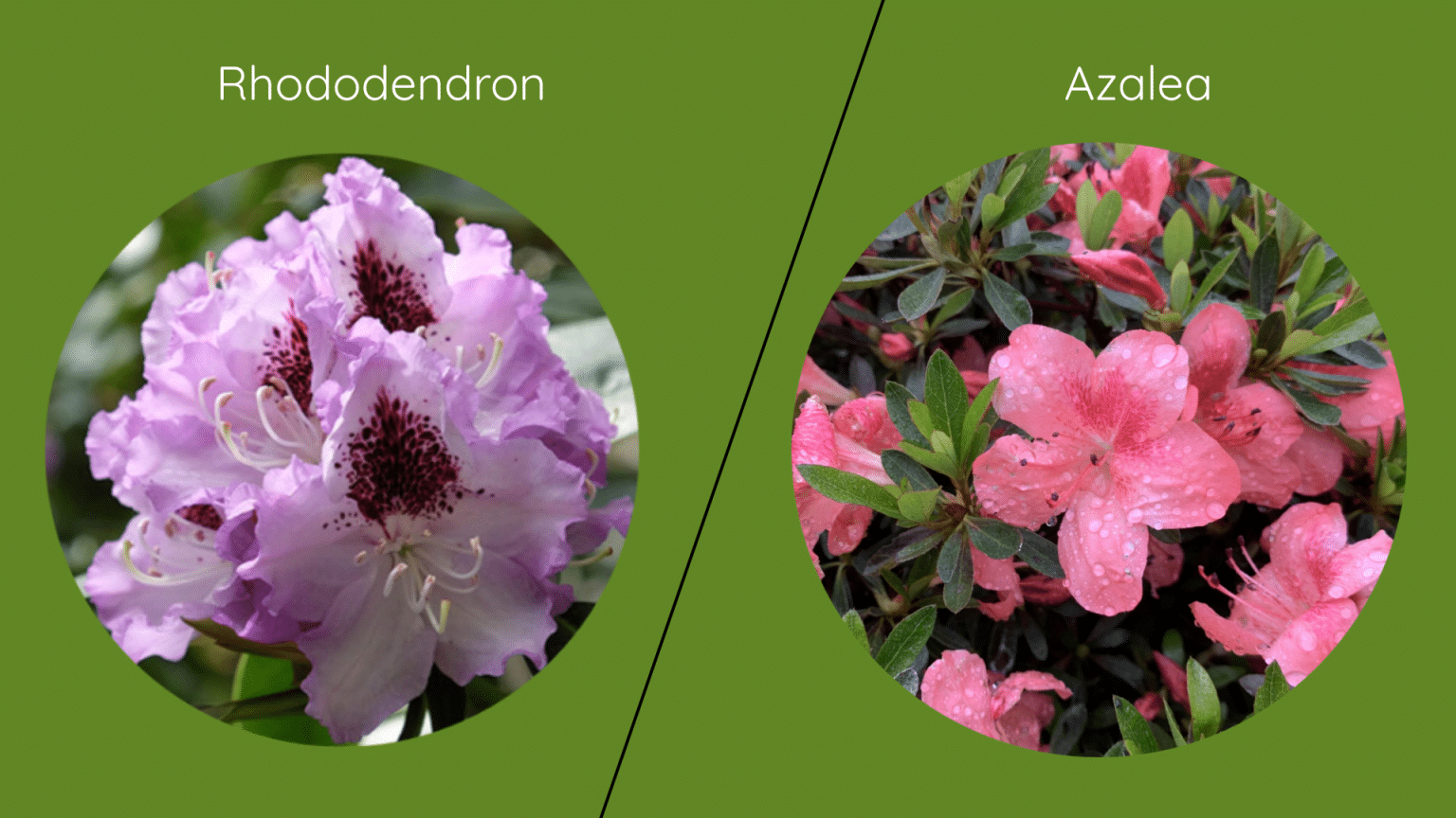 Difference Between Azalea and Rhododendron Explained - The Painted Hinge