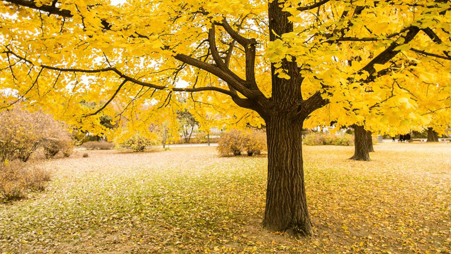 How to Propagate Ginkgo Biloba Mariken - The Painted Hinge