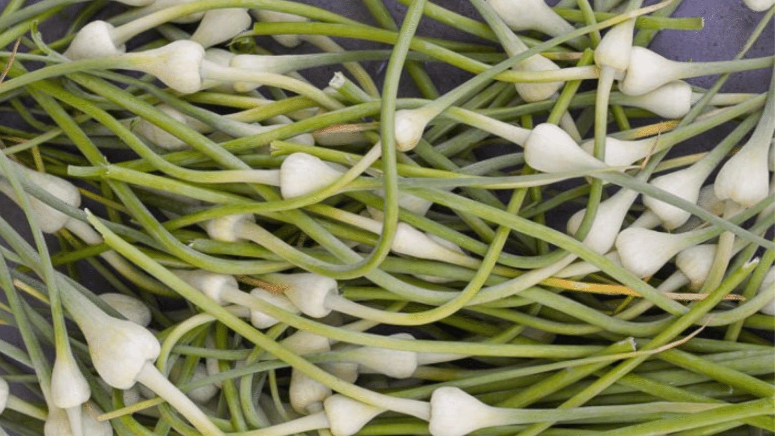 When to Cut Garlic Scapes for Best Flavour? - The Painted Hinge