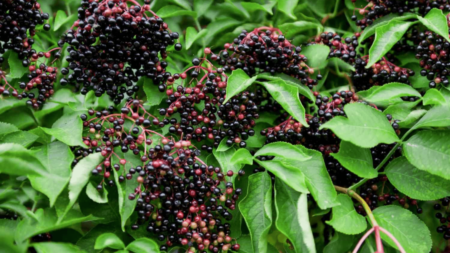 When to Pick Elderberries for Peak Flavor? - The Painted Hinge