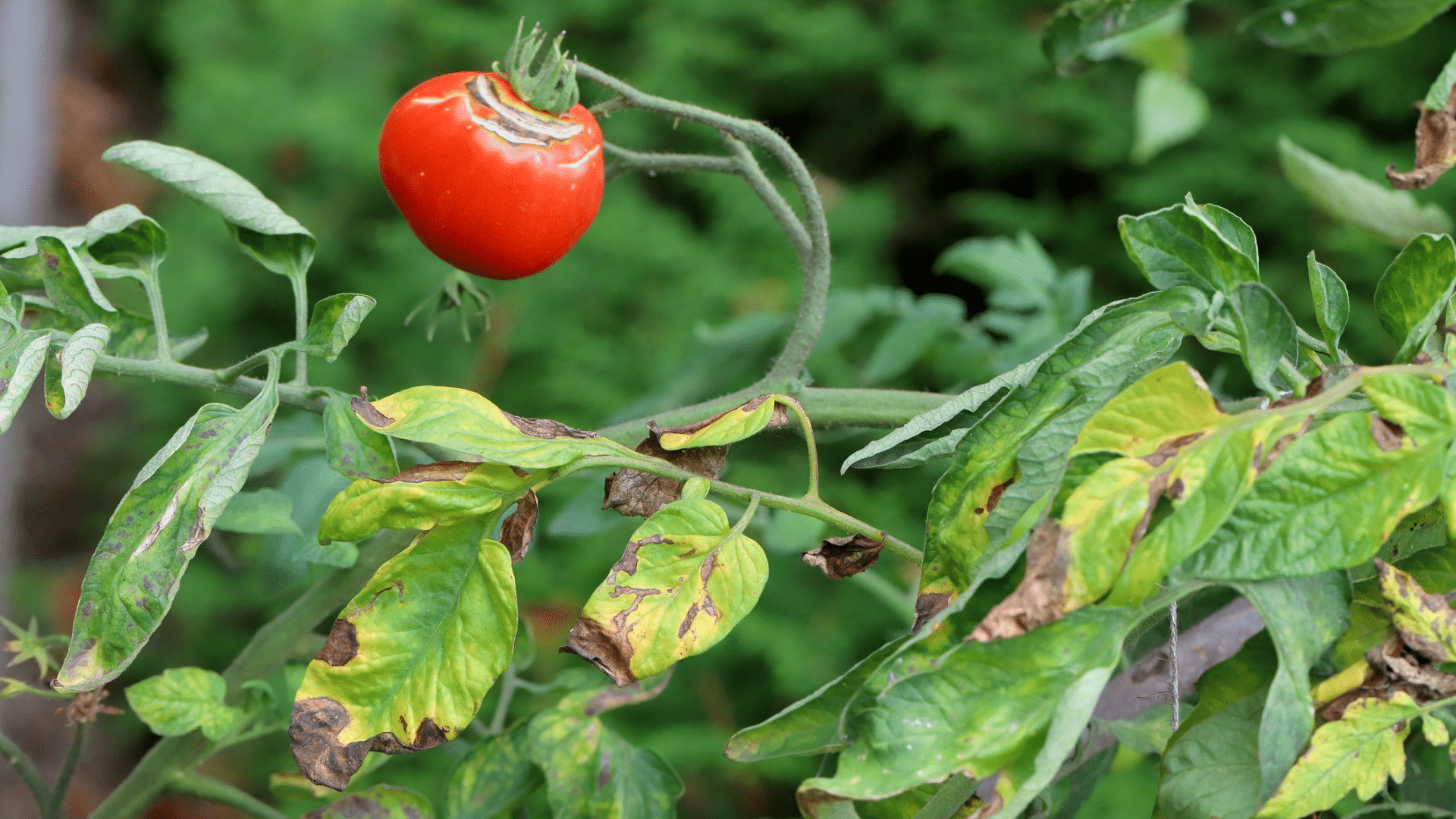 Tomato Wilt Symptoms: How To Spot and Stop the Disease - The Painted Hinge