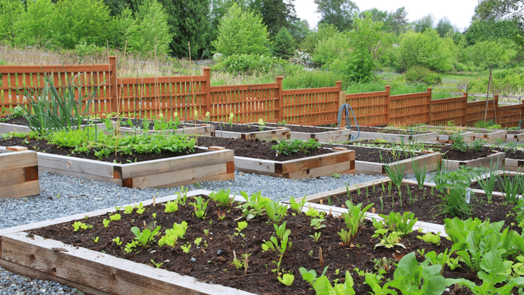 When Not to Use Miracle-Gro and How to Apply Safely - The Painted Hinge