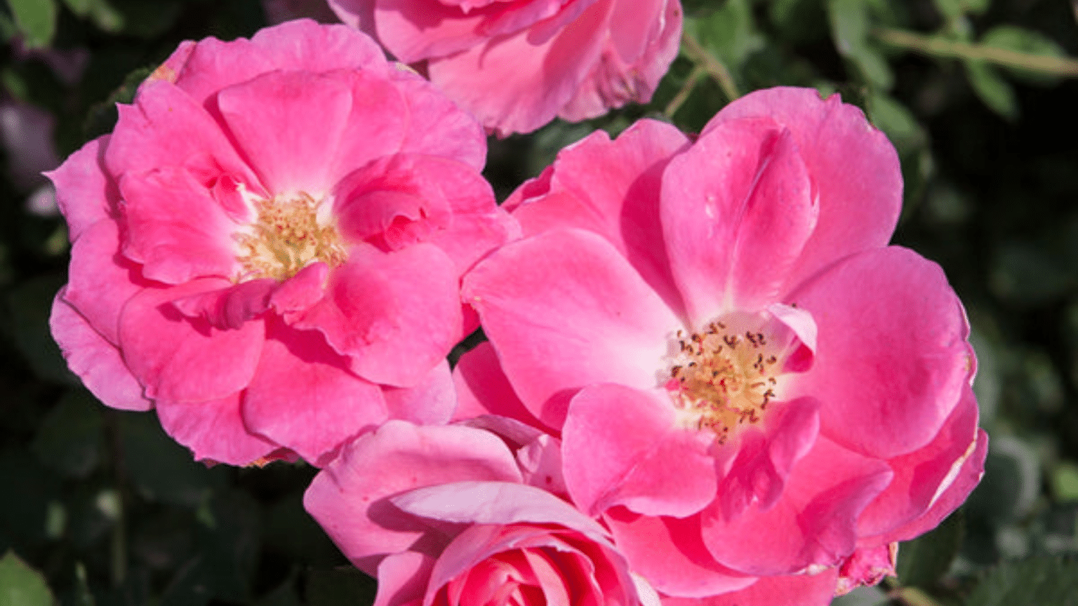 37 Striking Shade Tolerant Roses for Your Garden - The Painted Hinge