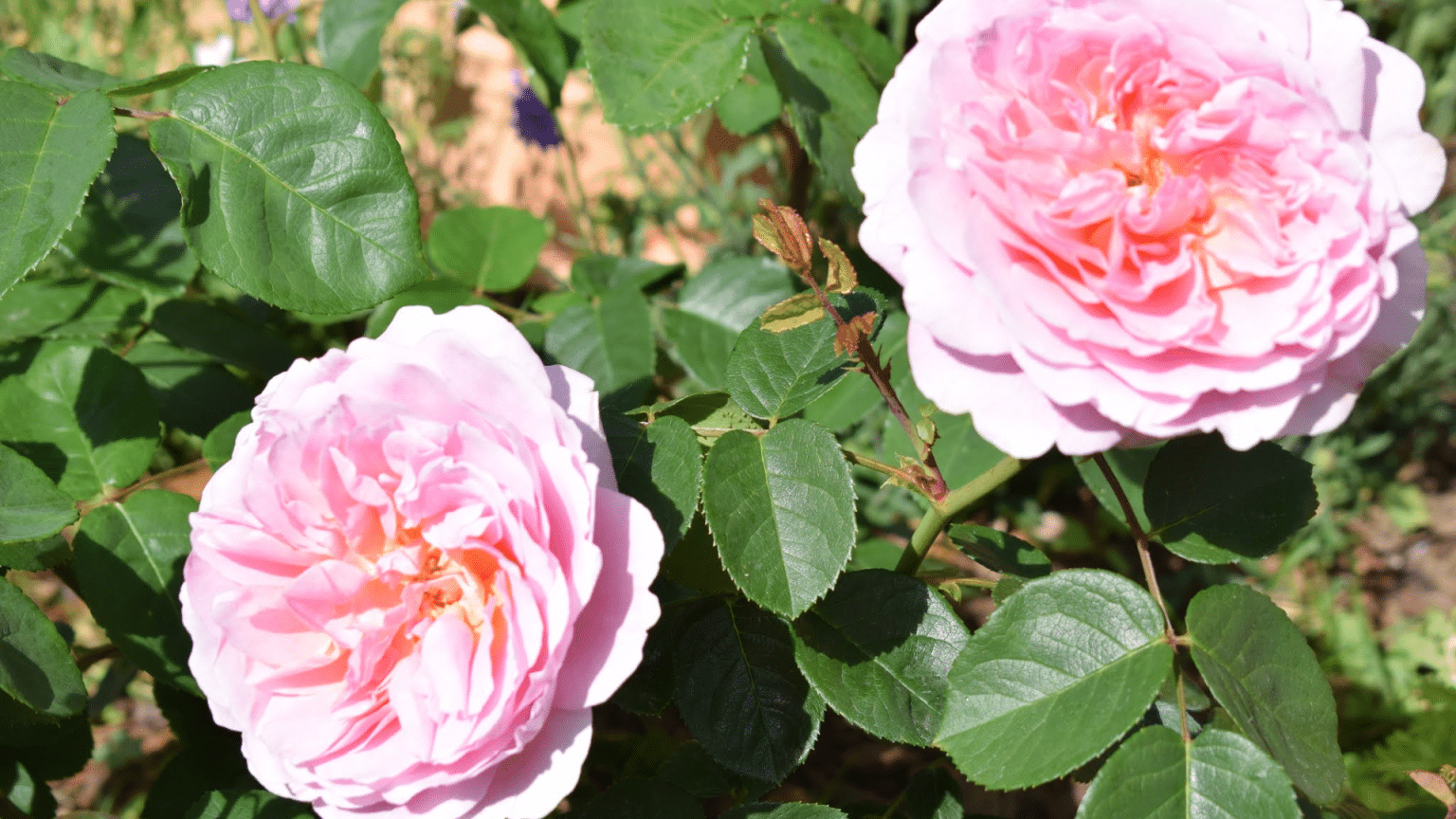 37 Striking Shade Tolerant Roses for Your Garden - The Painted Hinge
