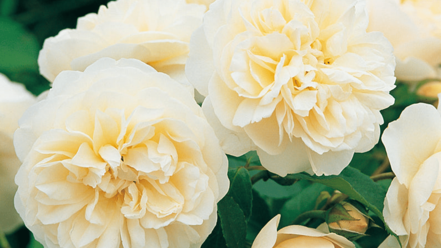 37 Striking Shade Tolerant Roses for Your Garden - The Painted Hinge