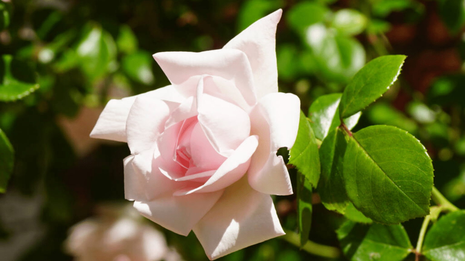 37 Striking Shade Tolerant Roses for Your Garden - The Painted Hinge
