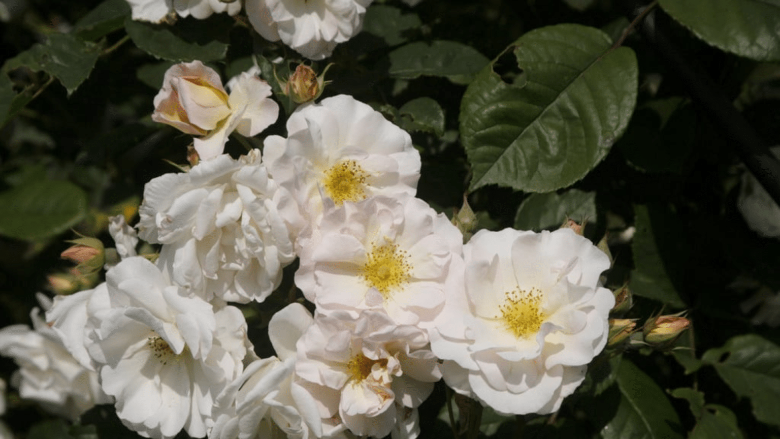37 Striking Shade Tolerant Roses for Your Garden - The Painted Hinge
