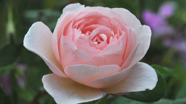 37 Striking Shade Tolerant Roses for Your Garden - The Painted Hinge