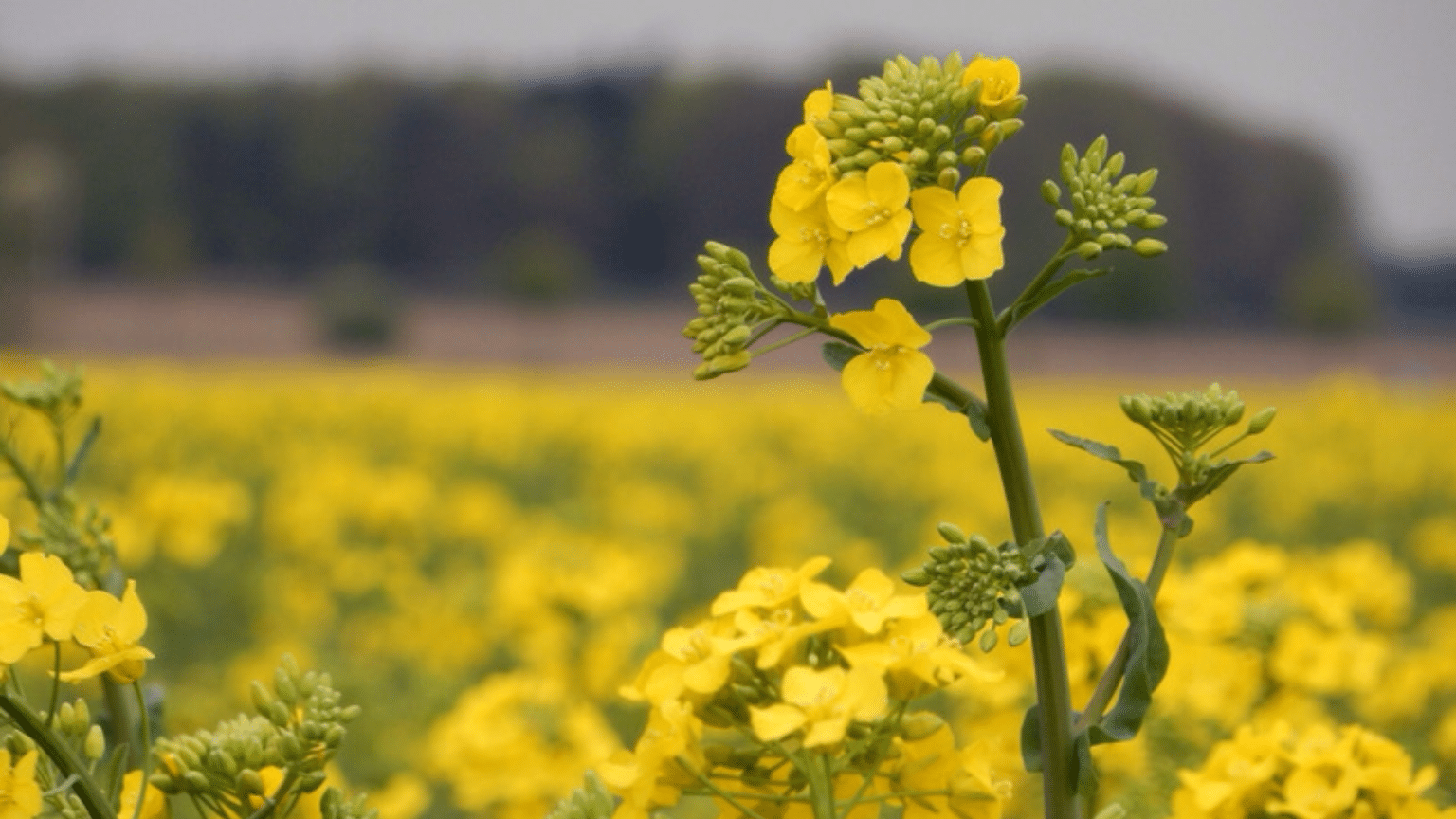 Mustard Seed Tree: Characteristics, History and Growth - The Painted Hinge