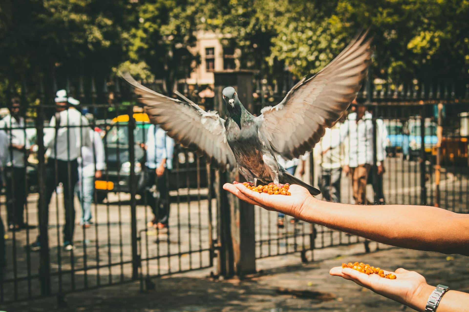 5 Effective Pigeon Control Solutions for Busy City Spaces - The Painted ...