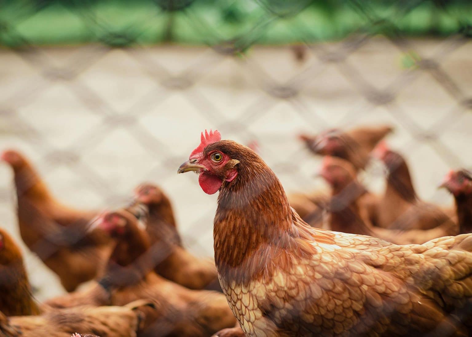 What Size Chicken Coop Works Best for Small and Growing Flocks? - The ...