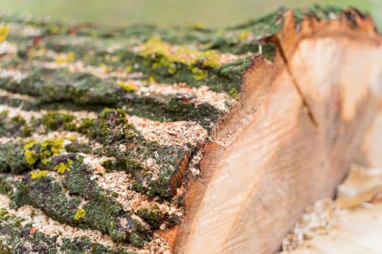 How to Preserve Wood Naturally: Oils, Waxes & Charring